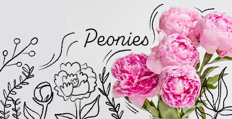 Fun Facts about the Peony Flower – Secret Garden Rose