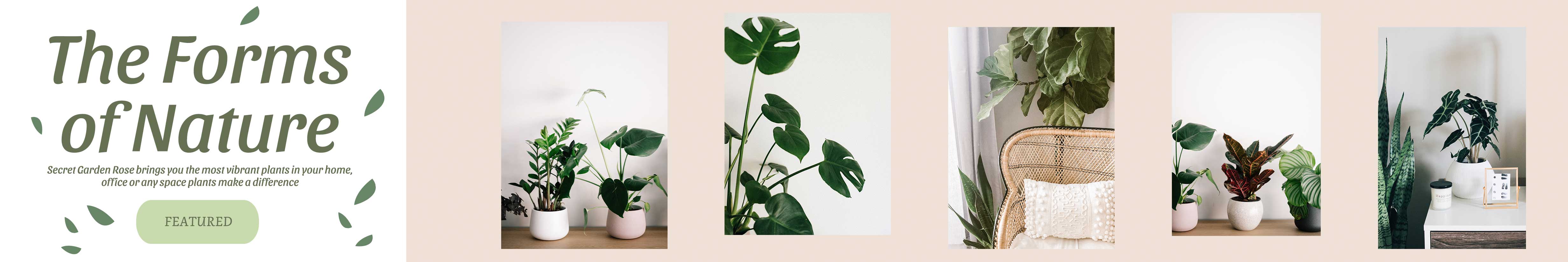 Featured Plants – Secret Garden Rose